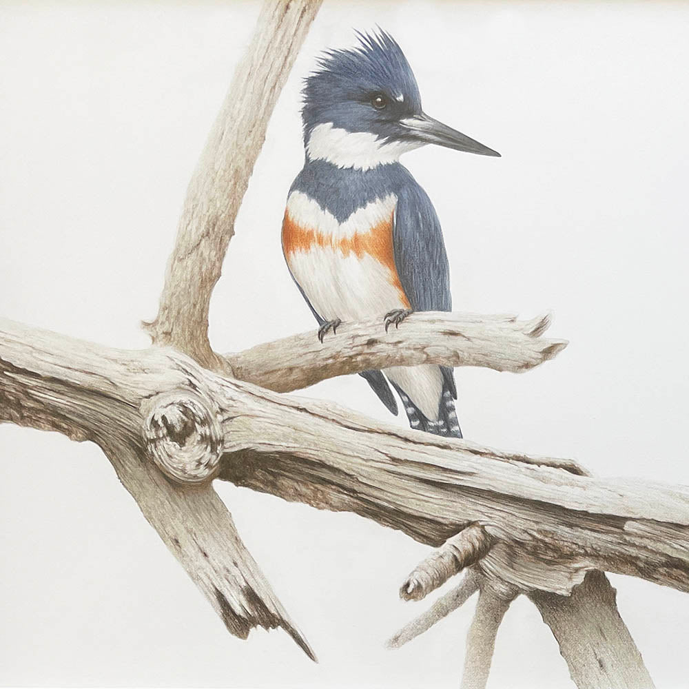 COLLECTIONS - Francis Iles Gallery